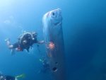 Divers Encounter Enormous 'Earthquake Fish' with Bite Marks ...
