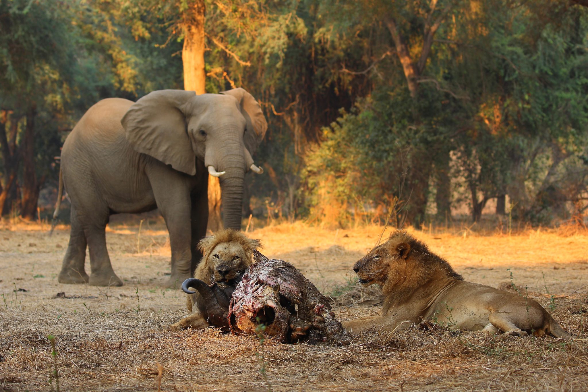 Playful Photobomb: Elephant Interrupts Lion’s Meal, Capturing a ...