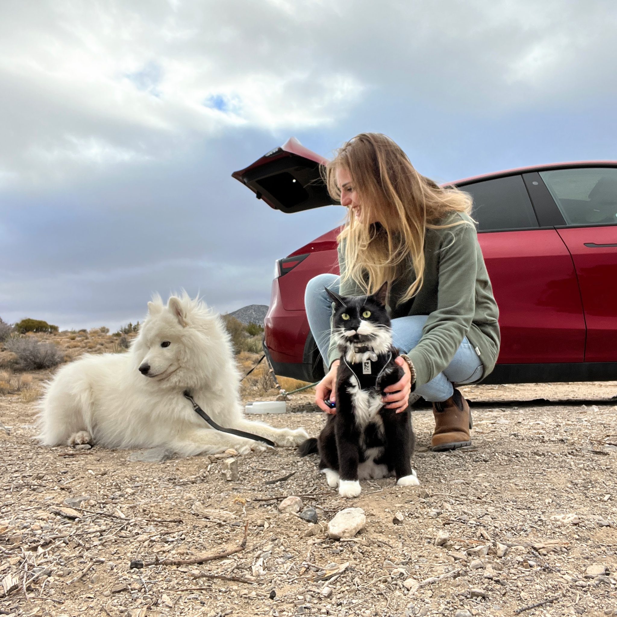 Woman Quits Job and Embraces Nomadic Life in Tesla with Two Pets ...